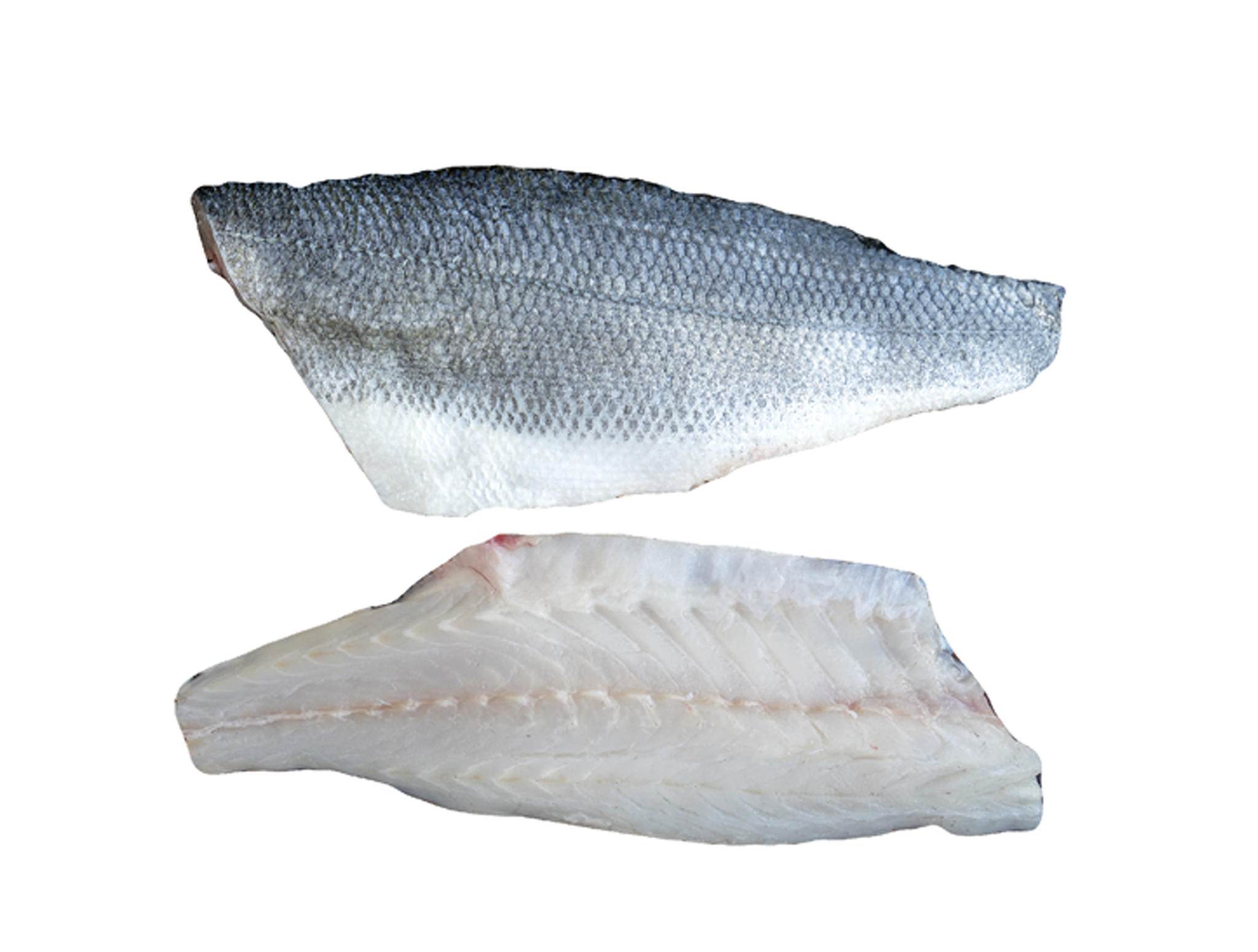 Fresh Bronzini SUSHI QUALITY – True World Foods DC